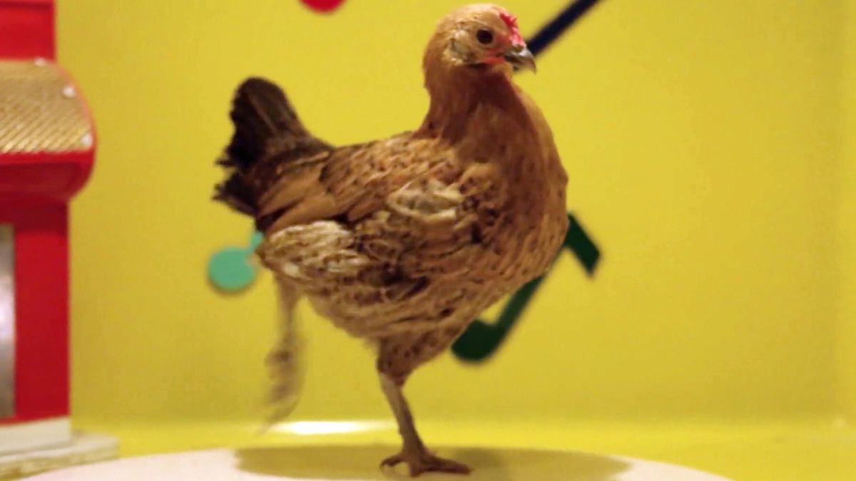 Werner Herzog is geen kip - Filmkrant